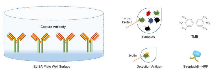 Competitive ELISA: Principles, Methods, and Key Differences - MULTI SCIENCES